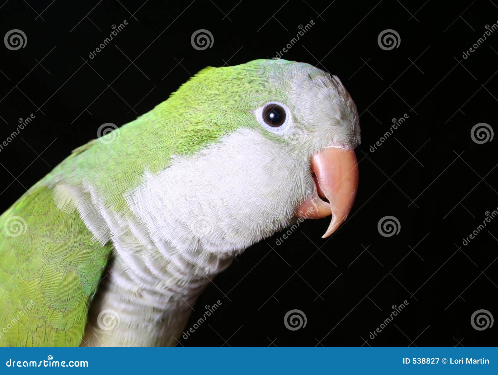 Quaker Parrot stock image. Image of monk, bird, feathers - 538827
