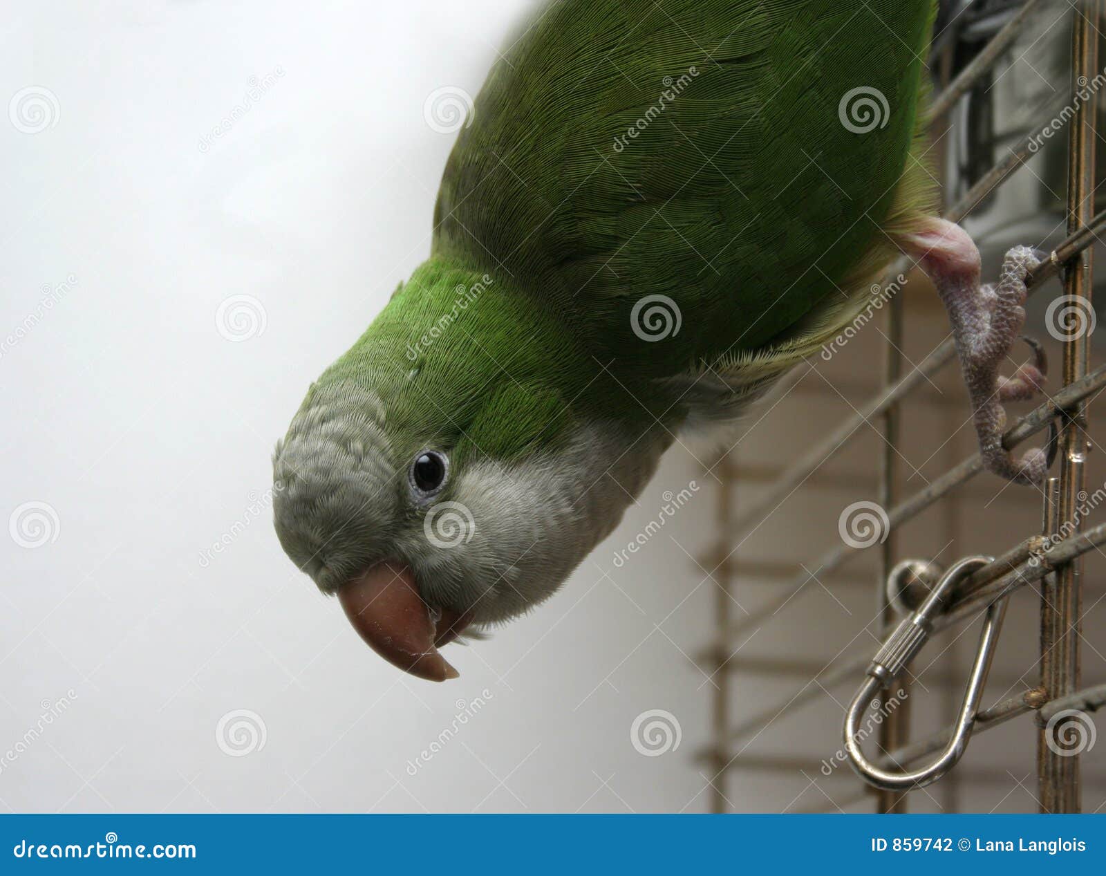 Quaker parrot stock photo. Image of climb, cage, quaker - 859742