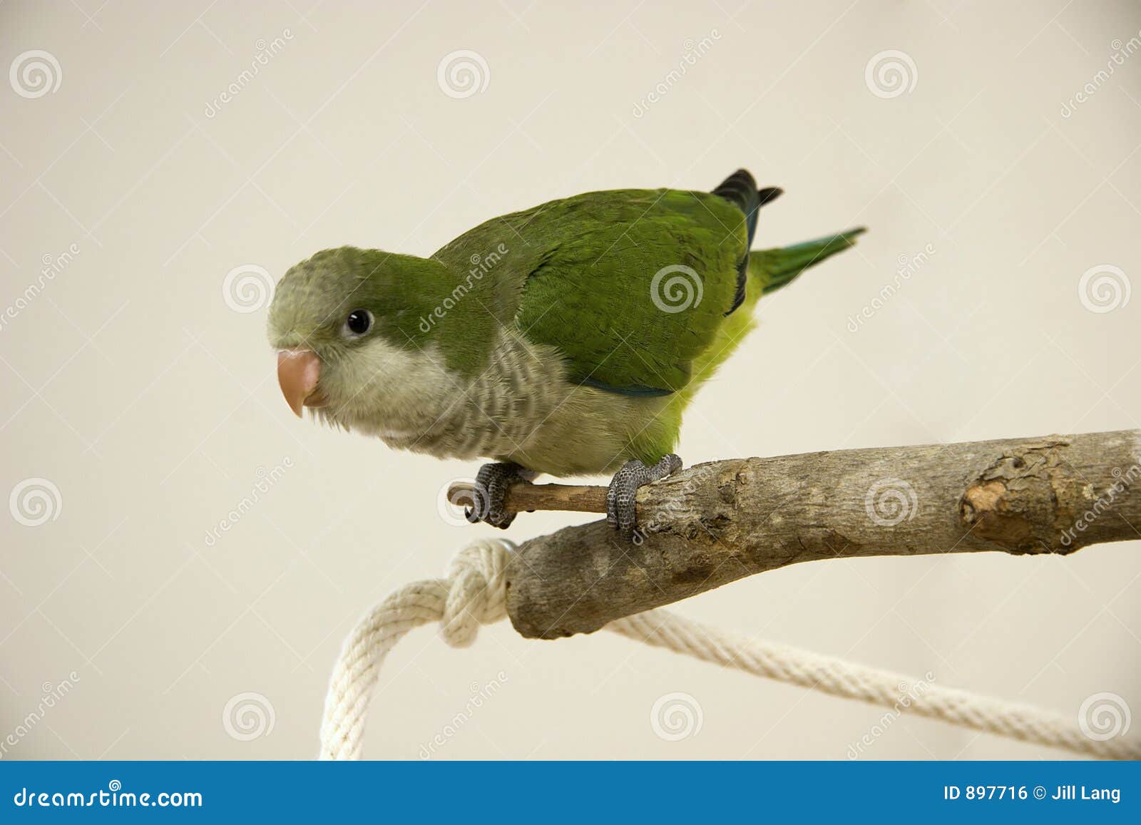 Quaker Parrot stock photo. Image of bird, flying, nature - 897716