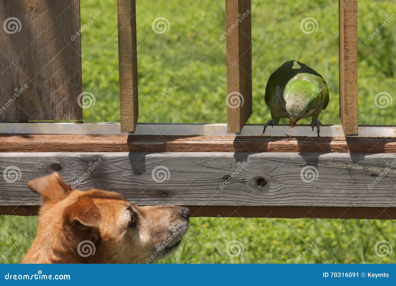 Quaker Parrot Dog Stock Photos - Free & Royalty-Free Stock Photos from ...