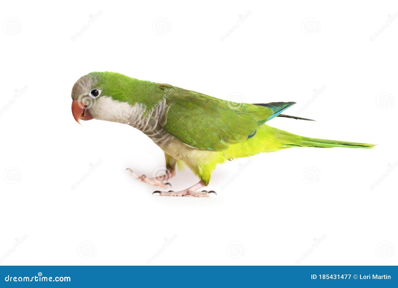 Quaker Parrot Isolated on White Stock Image - Image of green, exotic ...