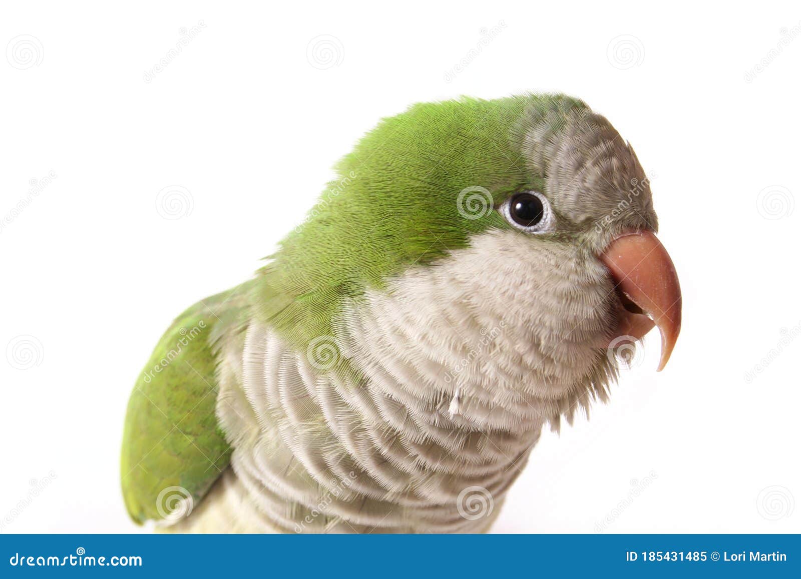 Quaker Parrot Stock Image | CartoonDealer.com #556801