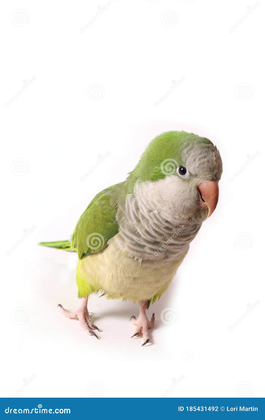 Front View Quaker Parrot Isolated on White Background Stock Photo ...
