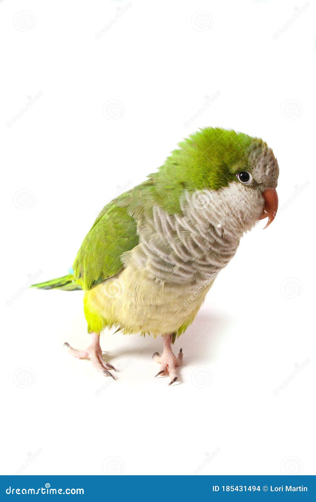 Quaker Parrot Isolate on White Stock Photo - Image of parrot, playful ...