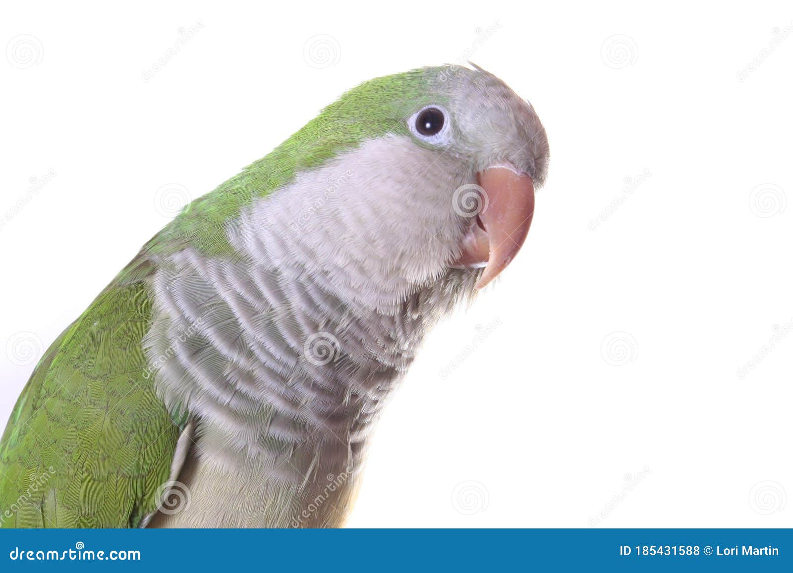 Quaker Parrot Isolated on White Background Stock Photo - Image of ...