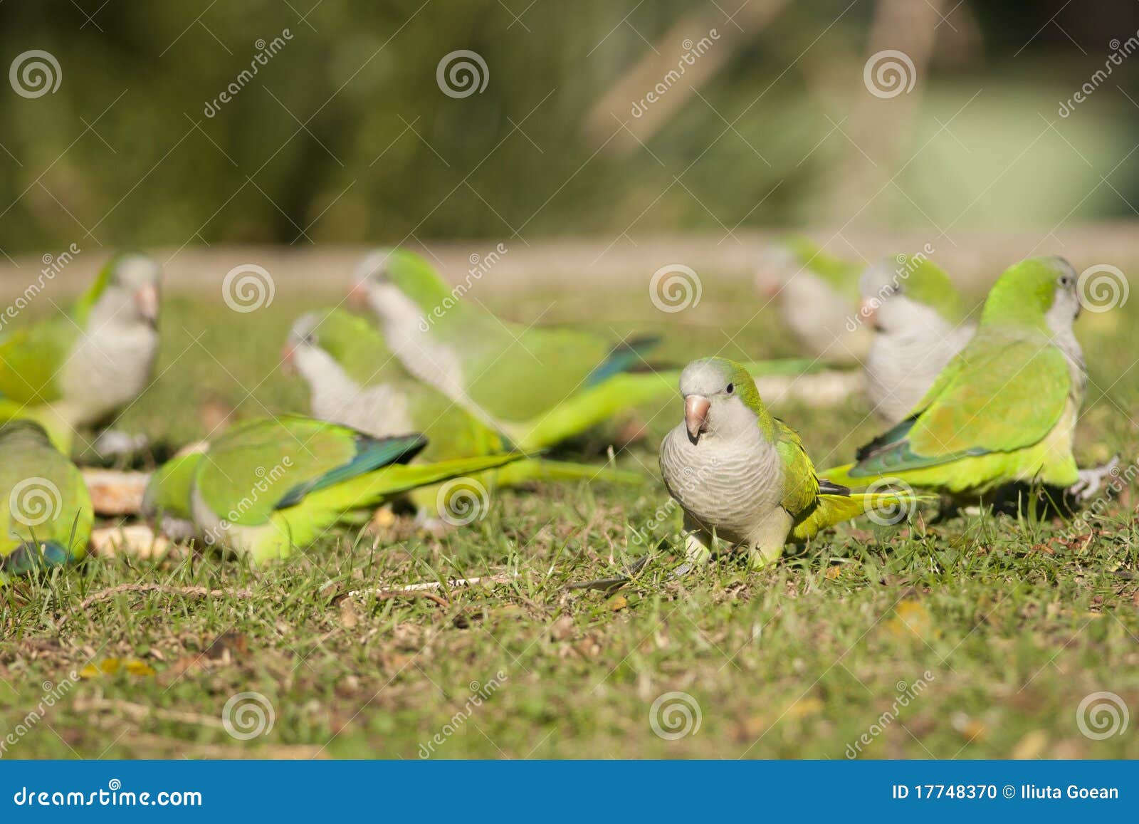 Quaker Parrot or Monk Parakeet Stock Photo - Image of colorful, monk ...