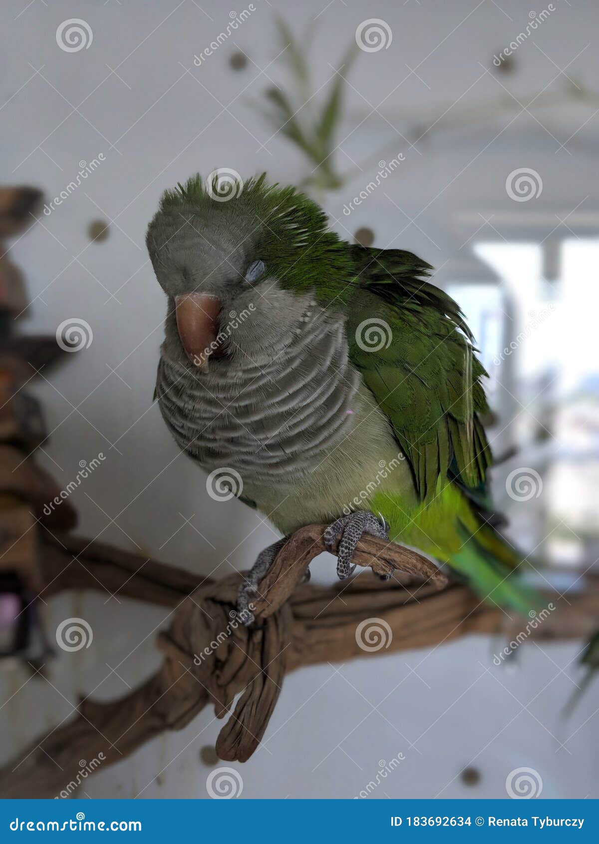 Quaker Parrot Sitting on a Tree Perch with Eyes Closed Stock Photo ...