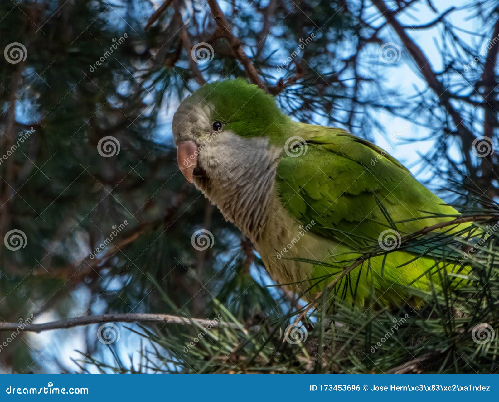 Quaker parrot on a tree stock photo. Image of nature - 173453696