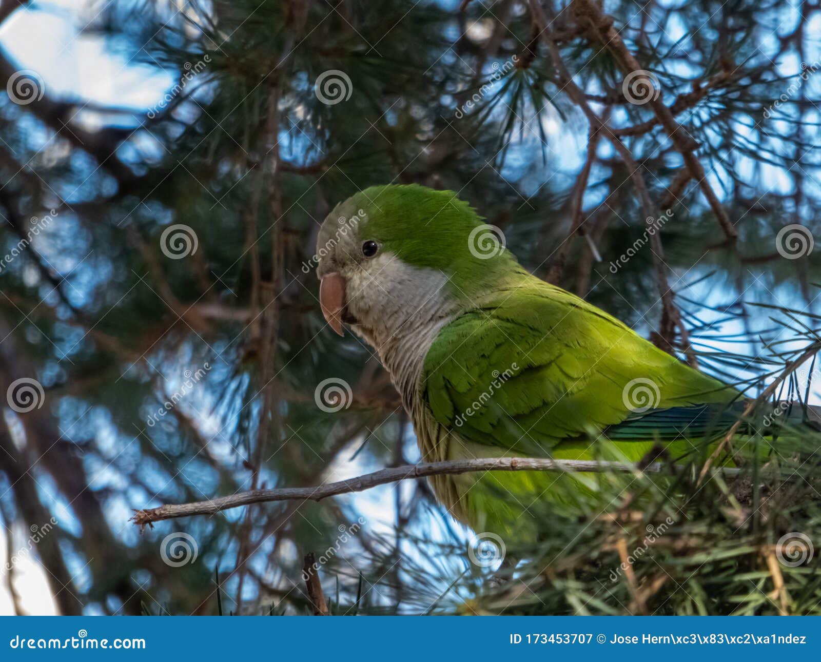 Quaker parrot on a tree stock image. Image of quaker - 173453707
