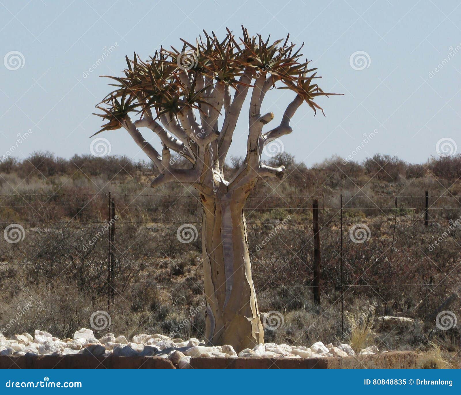 Quiver Tree in the Hot Namibian Desert on Roadside Stock Image - Image ...