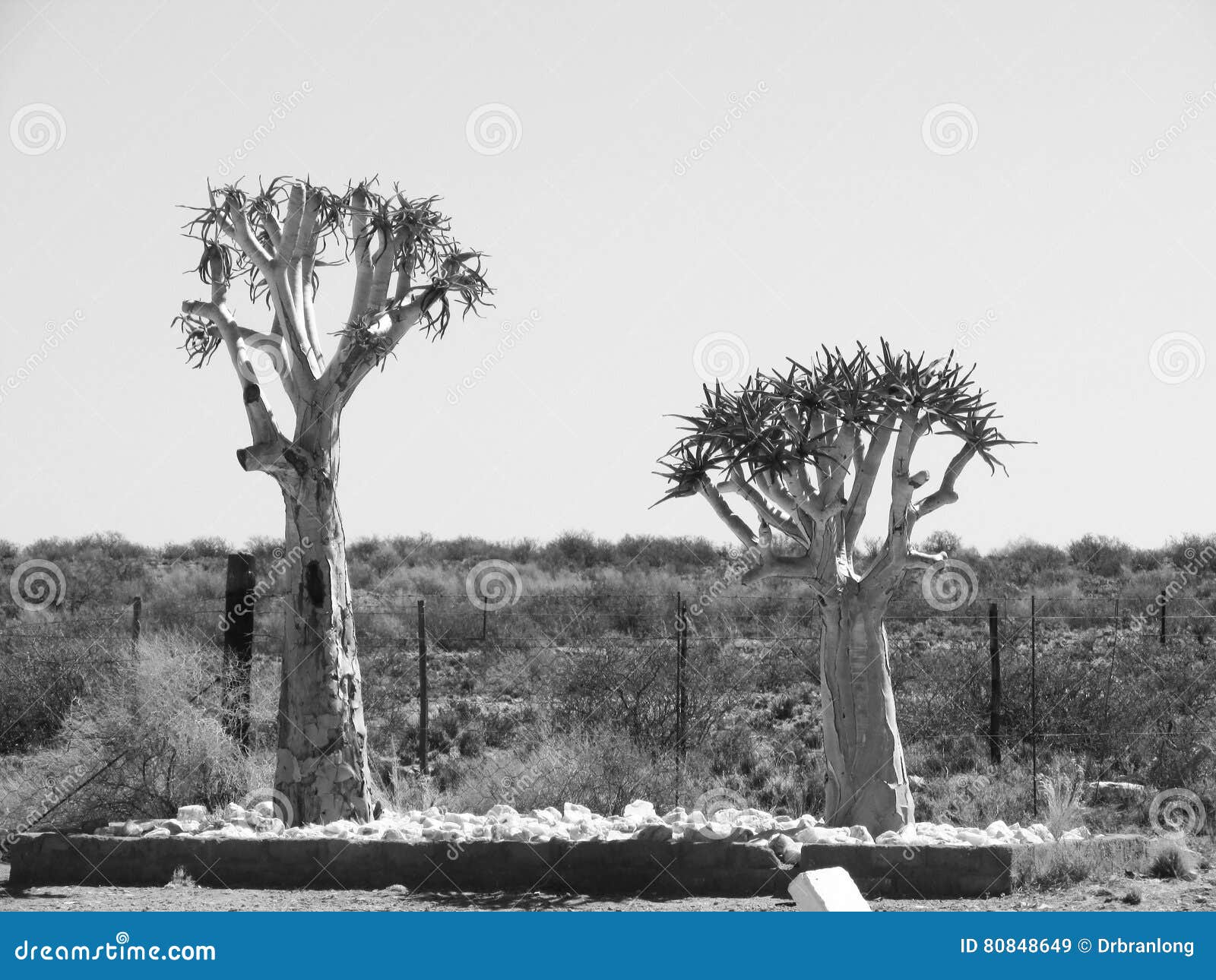 Black and White Photo of Quiver Trees in Namibian Desert Roadside Stock ...