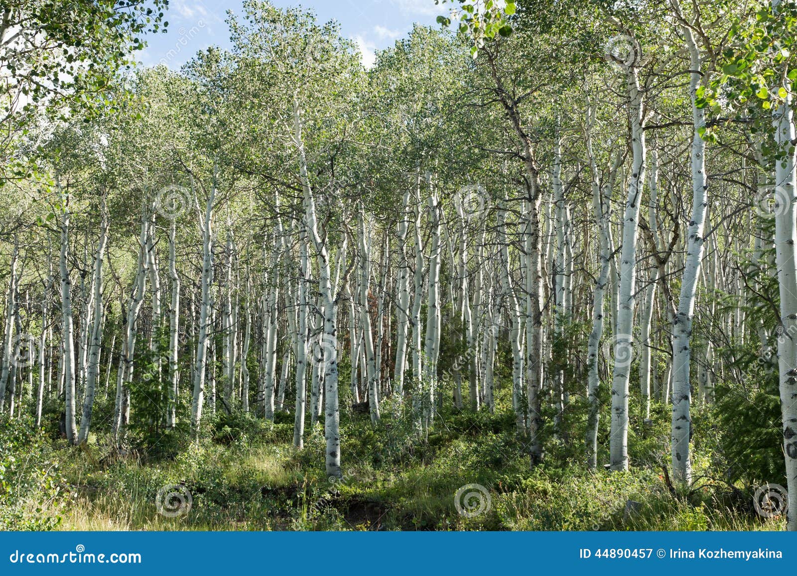 Quaking aspen grove stock image. Image of white, populus - 44890457