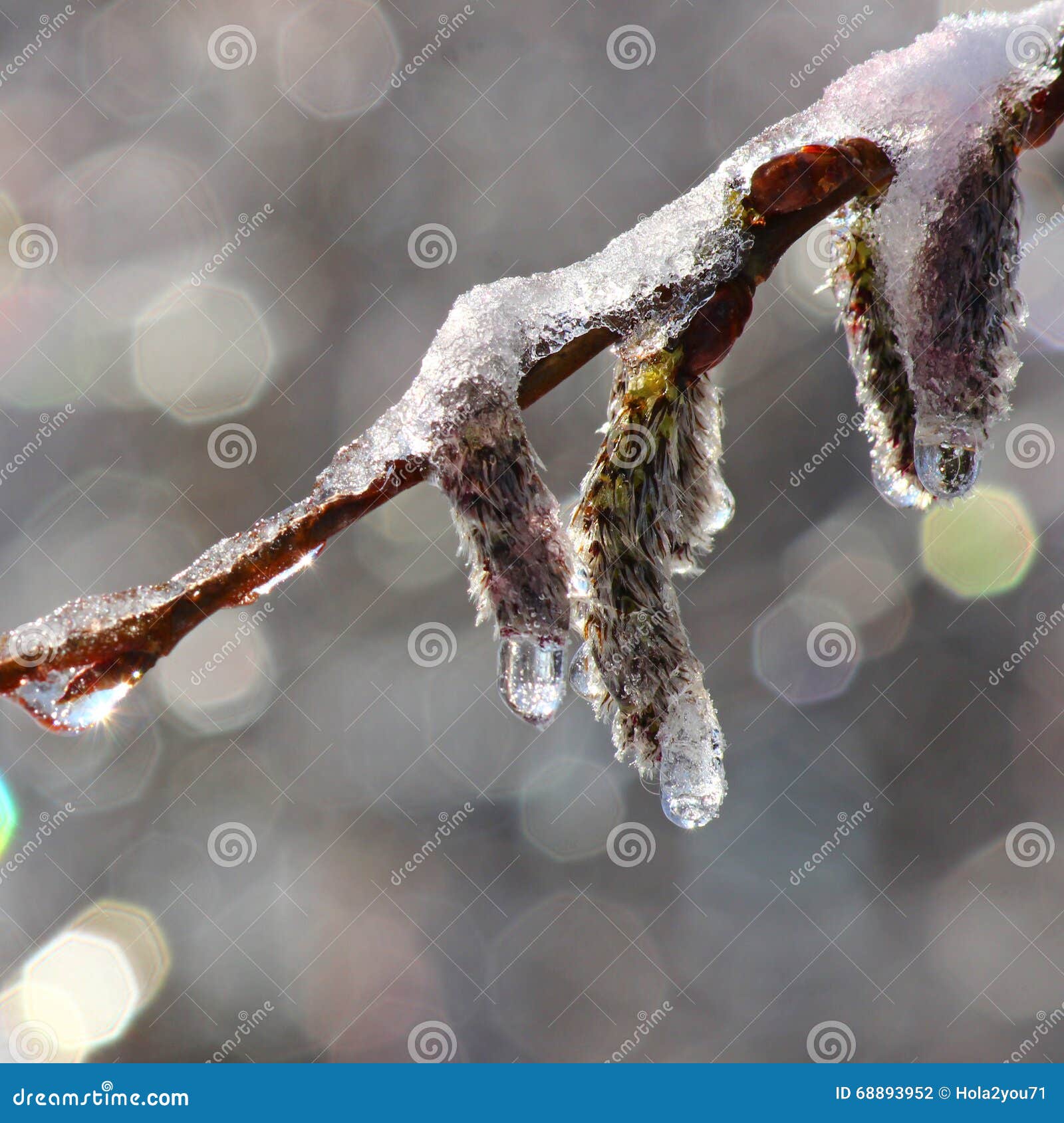 Quaking Aspen sleeps stock photo. Image of sunny, sparkle - 68893952