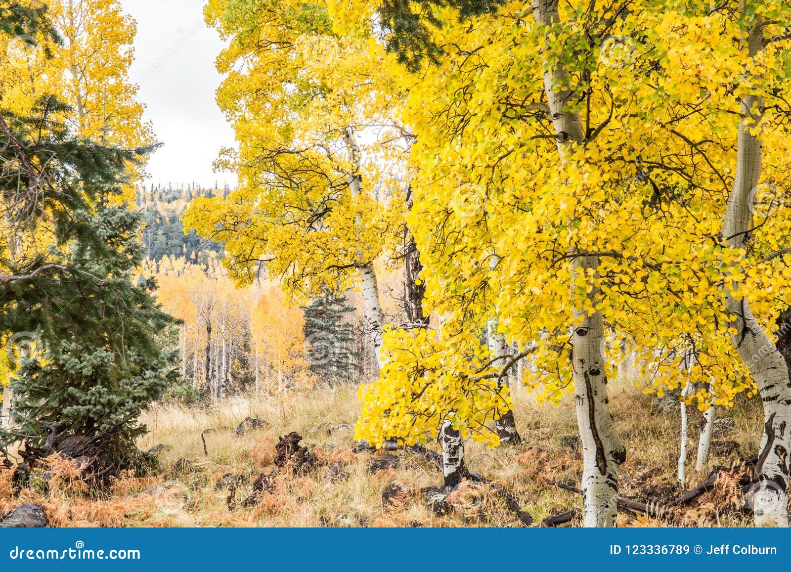 Quaking Aspens Populus Tremuloides Changing Color in the Fall ...
