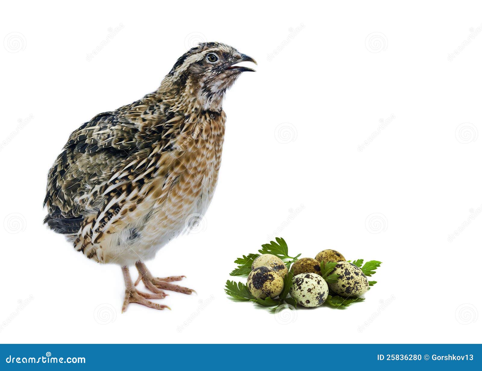 Qual with Eggs Isolated on White Stock Photo - Image of protein ...