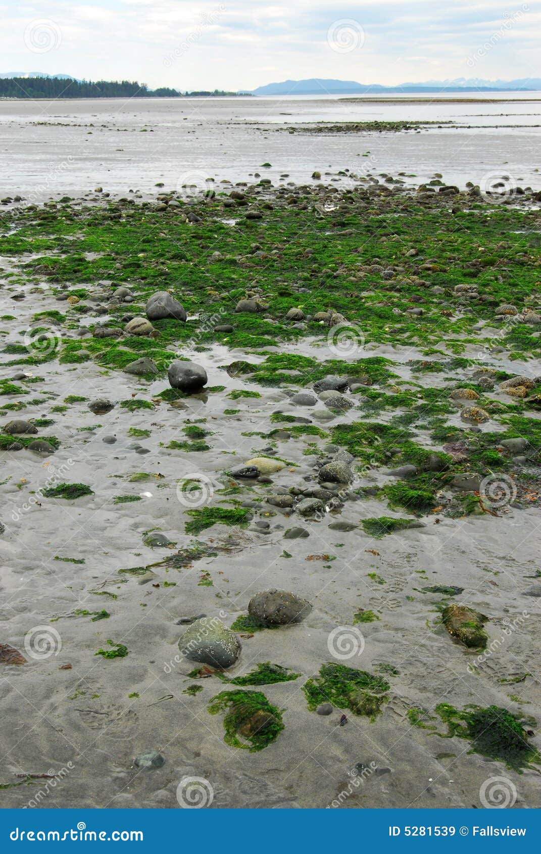 Qualicum beach stock image. Image of beach, landscape - 5281539