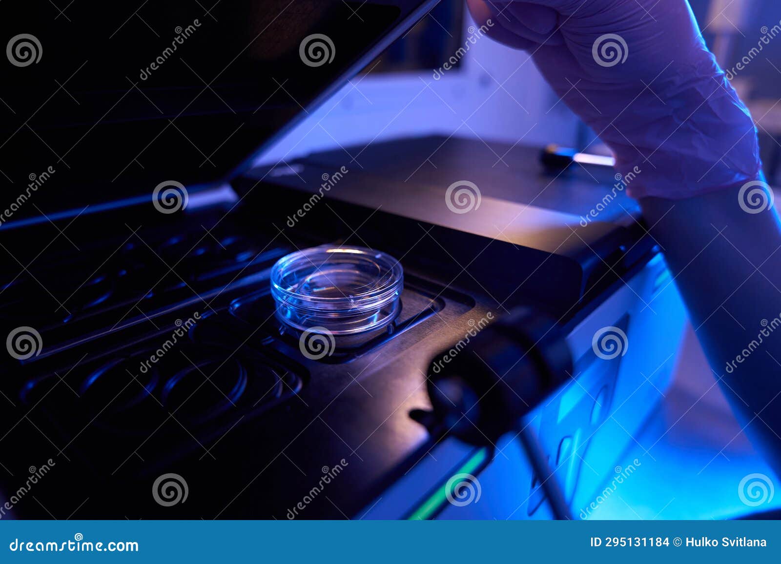 Qualified Embryologist Culturing Embryos in Laboratory Setting Stock ...