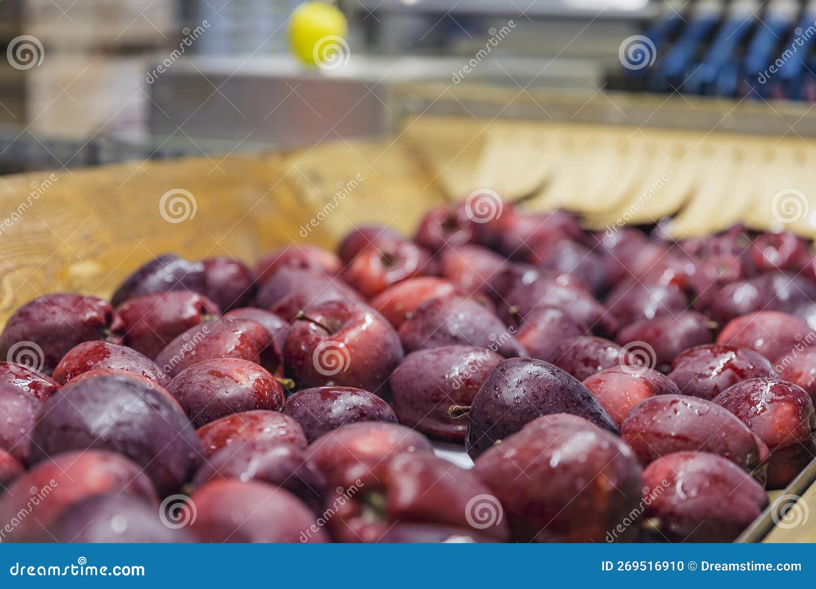 Quality Control of Apples at the Factory Stock Photo - Image of apples ...