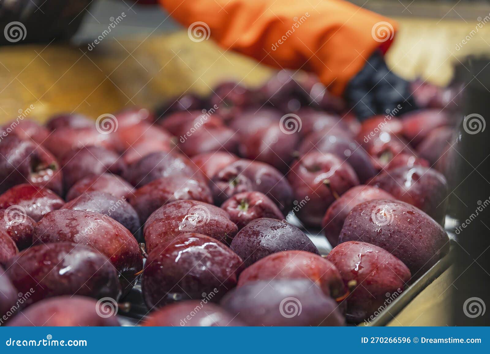 Quality Control of Apples at the Factory Stock Photo - Image of fruit ...