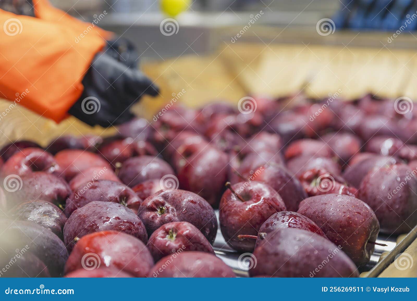 Quality Control of Apples at the Factory Stock Image - Image of farming ...