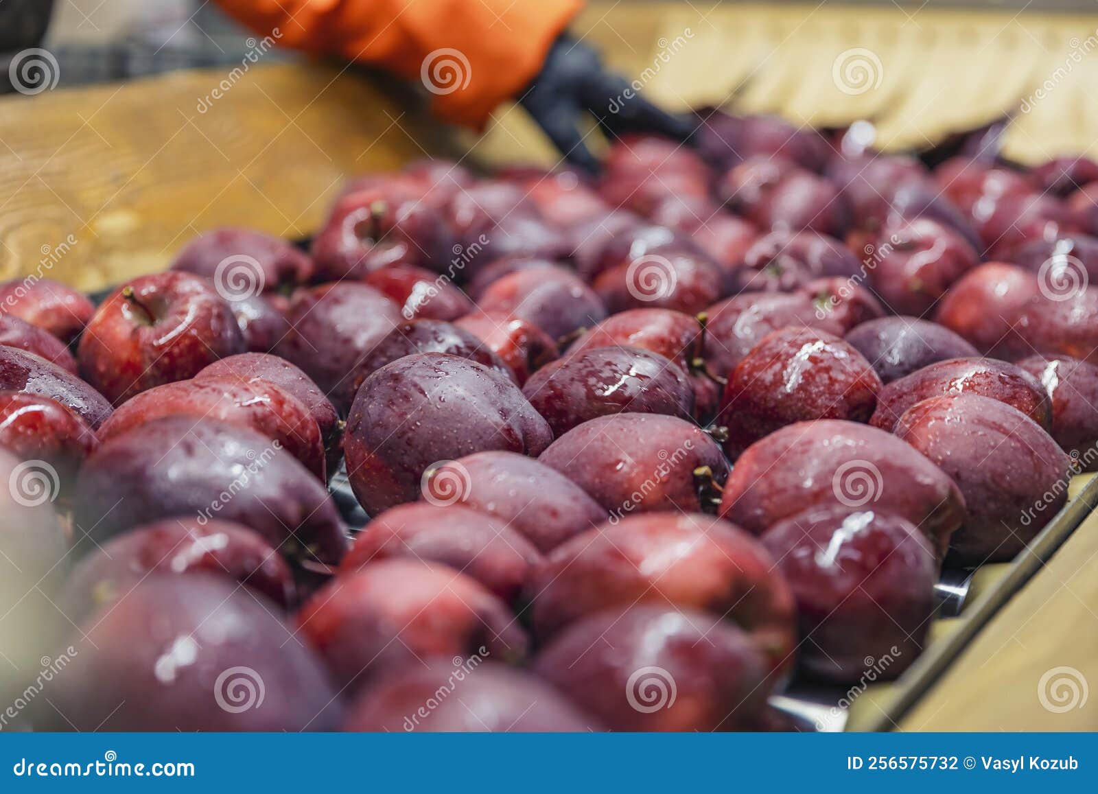 Quality Control of Apples at the Factory Stock Photo - Image of orchard ...