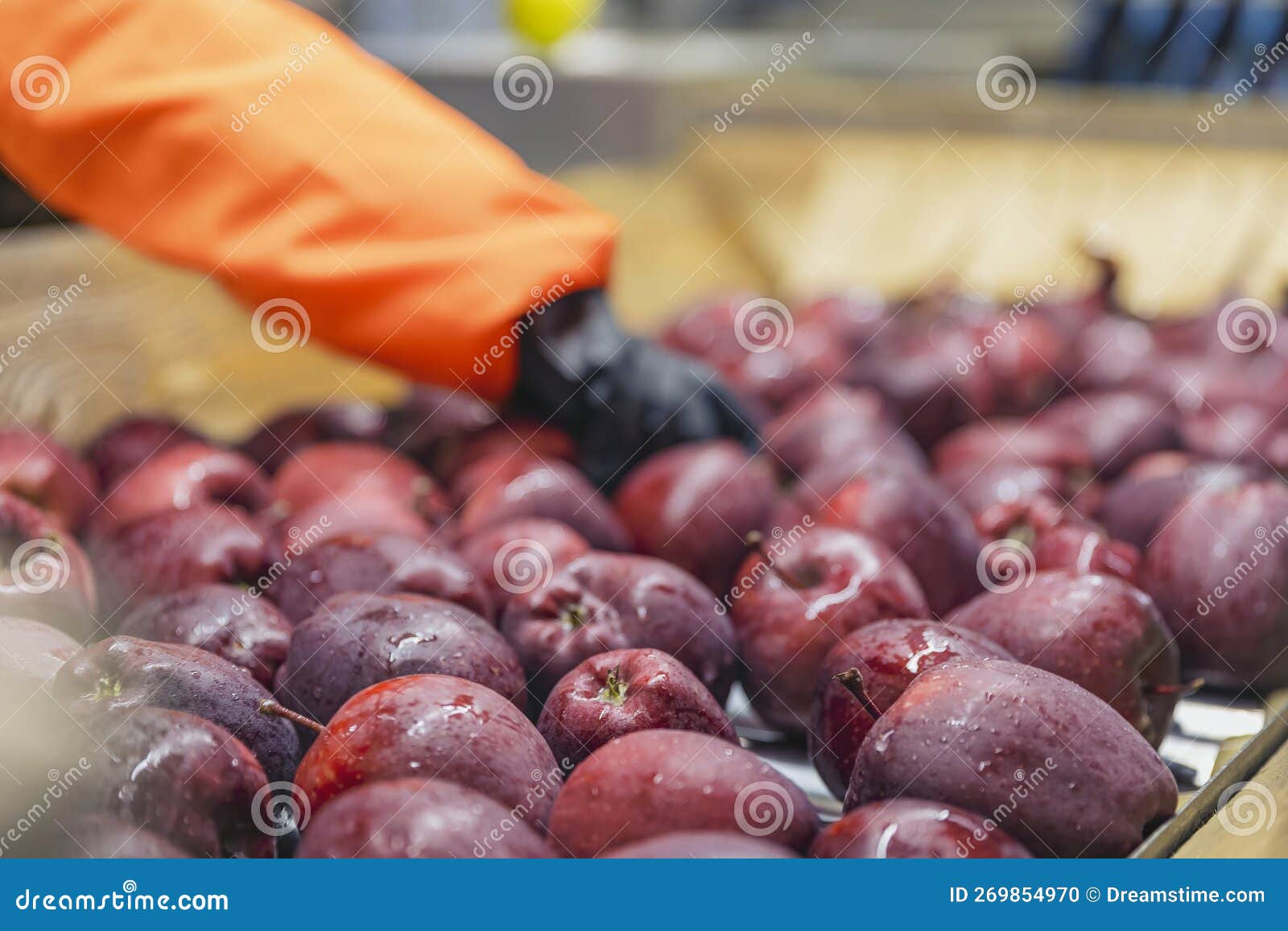 Quality Control of Apples at the Factory Stock Photo - Image of picking ...