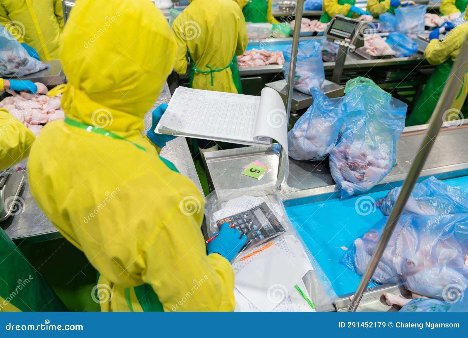 Quality Control Check the Chicken Meat in Plastic Bag Stock Image ...