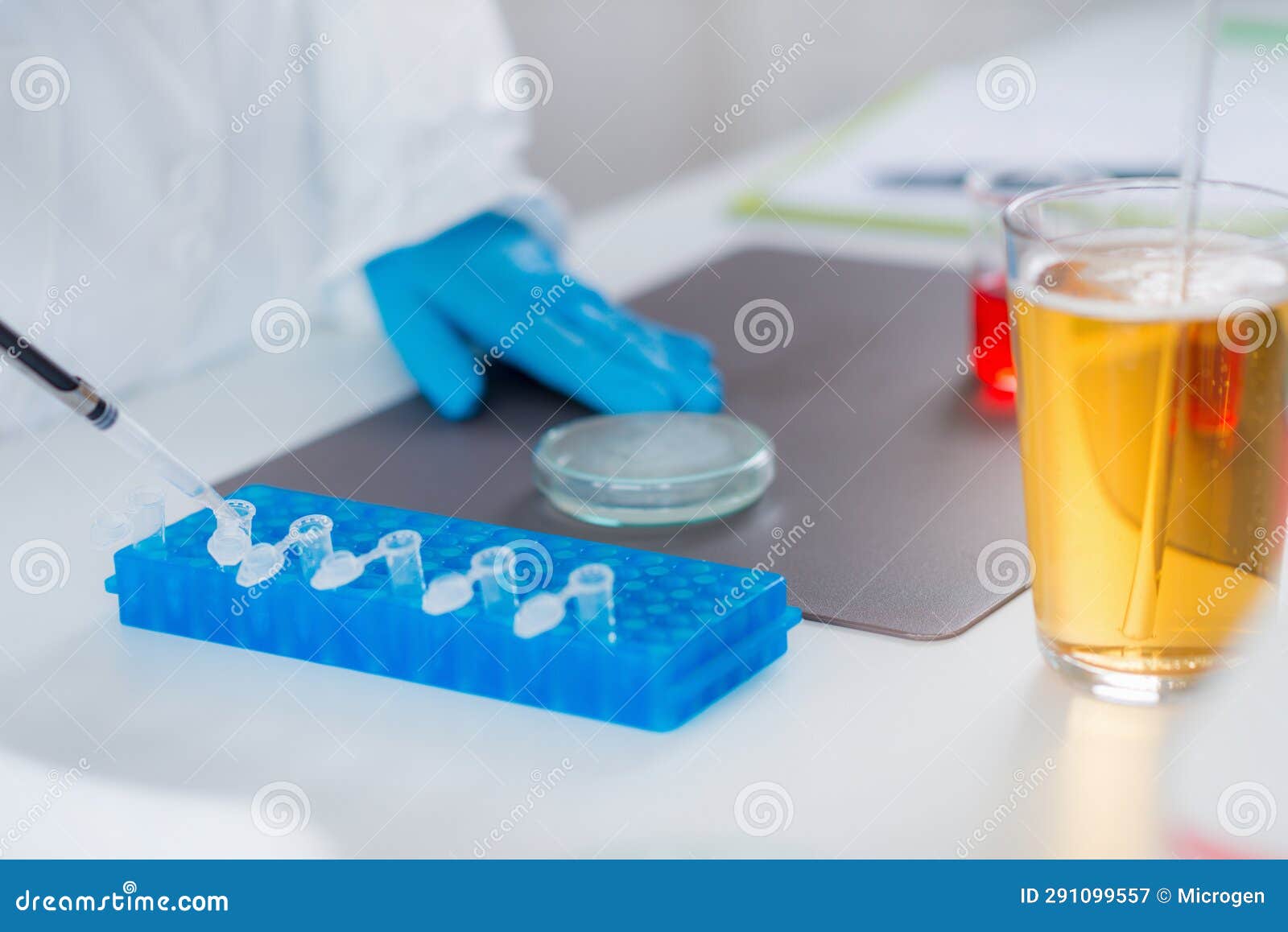 Quality Control Expert Carefully Examines Beer Samples in a Modern ...