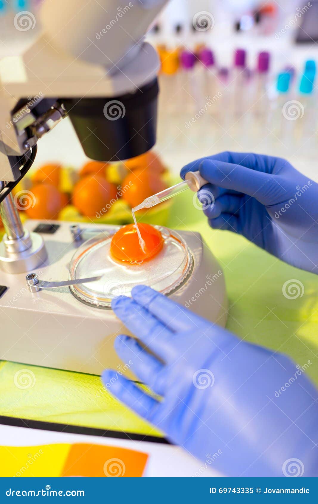 Quality Control Expert Inspecting at Chicken Eggs in the Laborat Stock ...