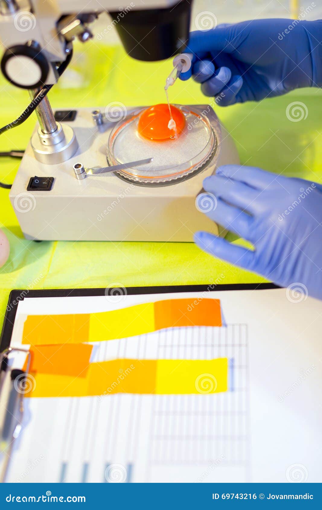 Quality Control Expert Inspecting at Chicken Eggs Stock Photo - Image ...