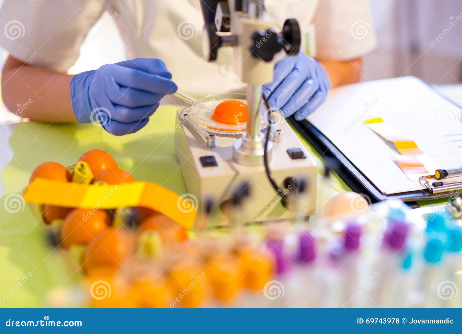 Quality Control Expert Inspecting at Chicken Eggs Stock Photo - Image ...