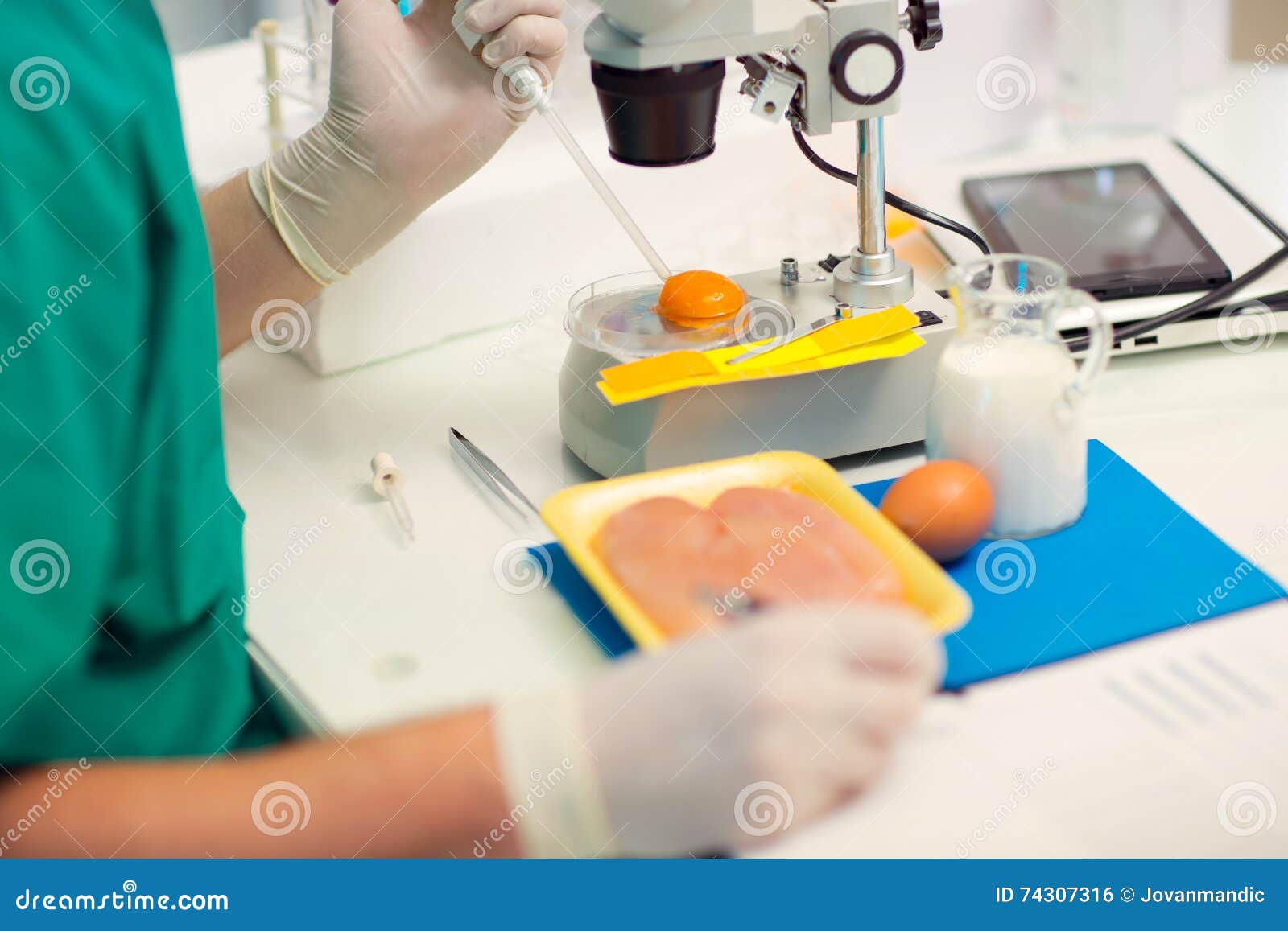 Quality Control Expert Inspecting at Chicken Eggs Stock Photo - Image ...