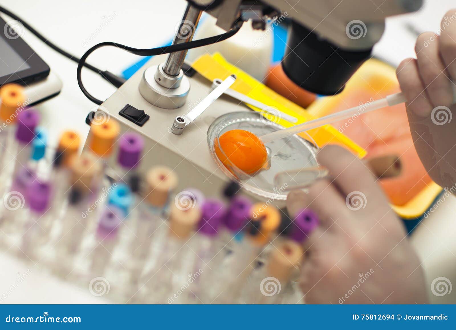 Quality Control Expert Inspecting at Chicken Eggs Stock Photo - Image ...