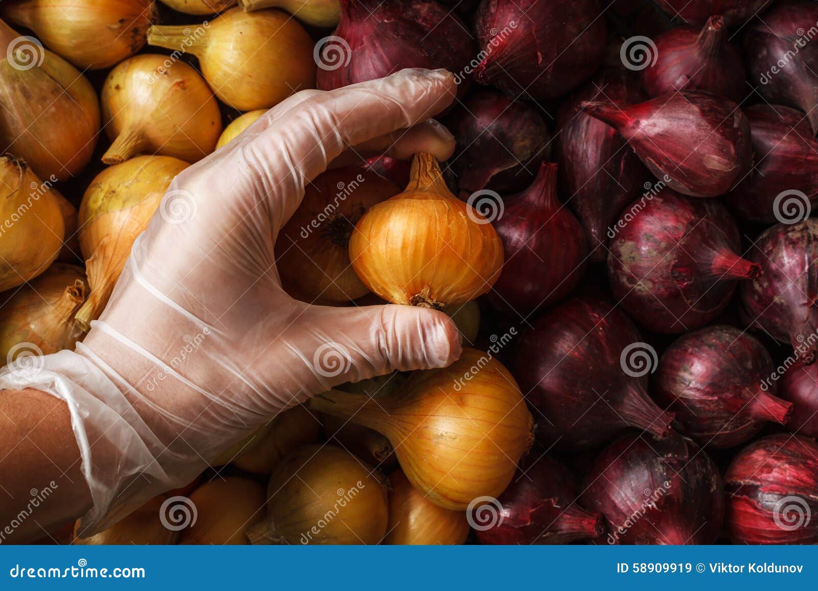 Quality Control: Hand in Glove Check Onion Stock Image - Image of glove ...