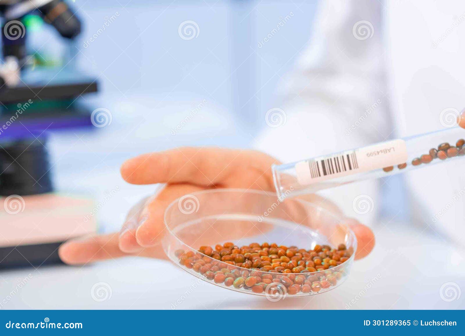 Quality Control of Planting Grain Crops in the Laboratory Stock Image ...