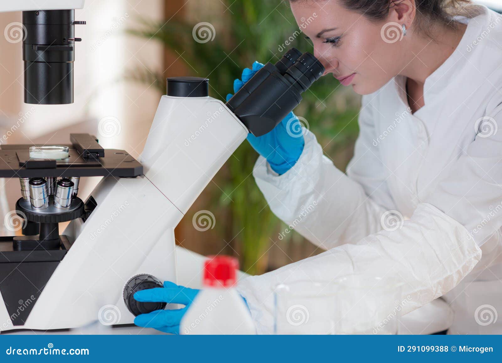 A Quality Control Specialist Inspects Milk Samples Under a Microscope ...