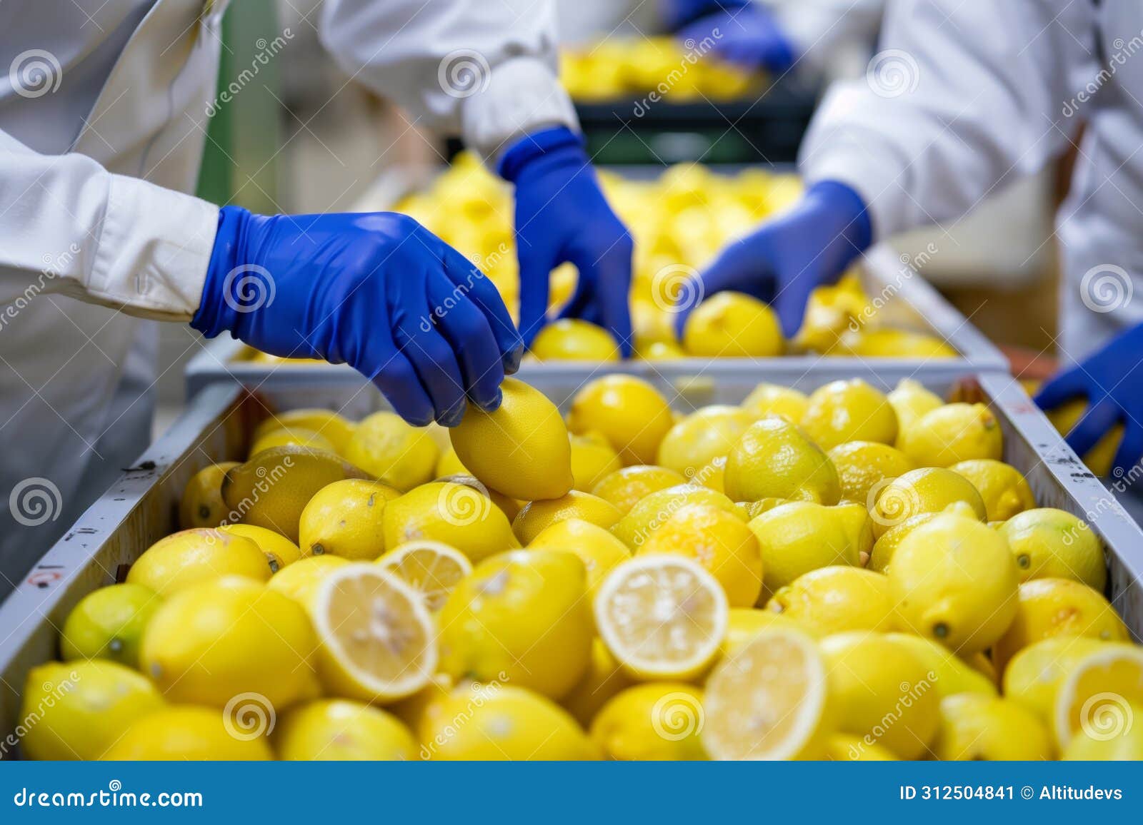 Quality Control Staff Verifying Lemon Sizes Stock Illustration ...