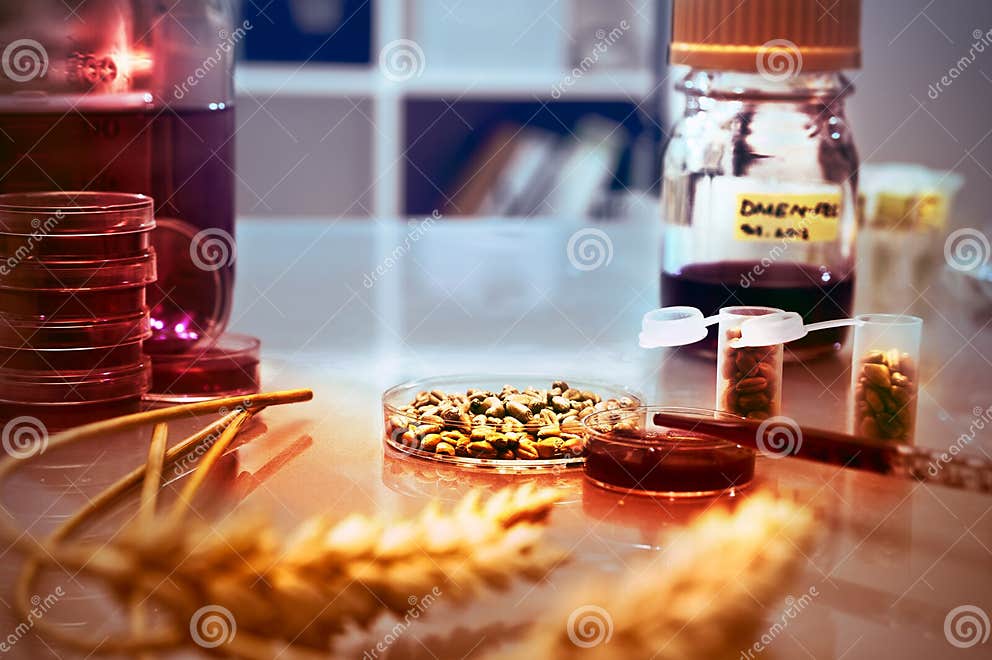 Quality Control of Wheat in the Lab, Aged Photo Stock Image - Image of ...