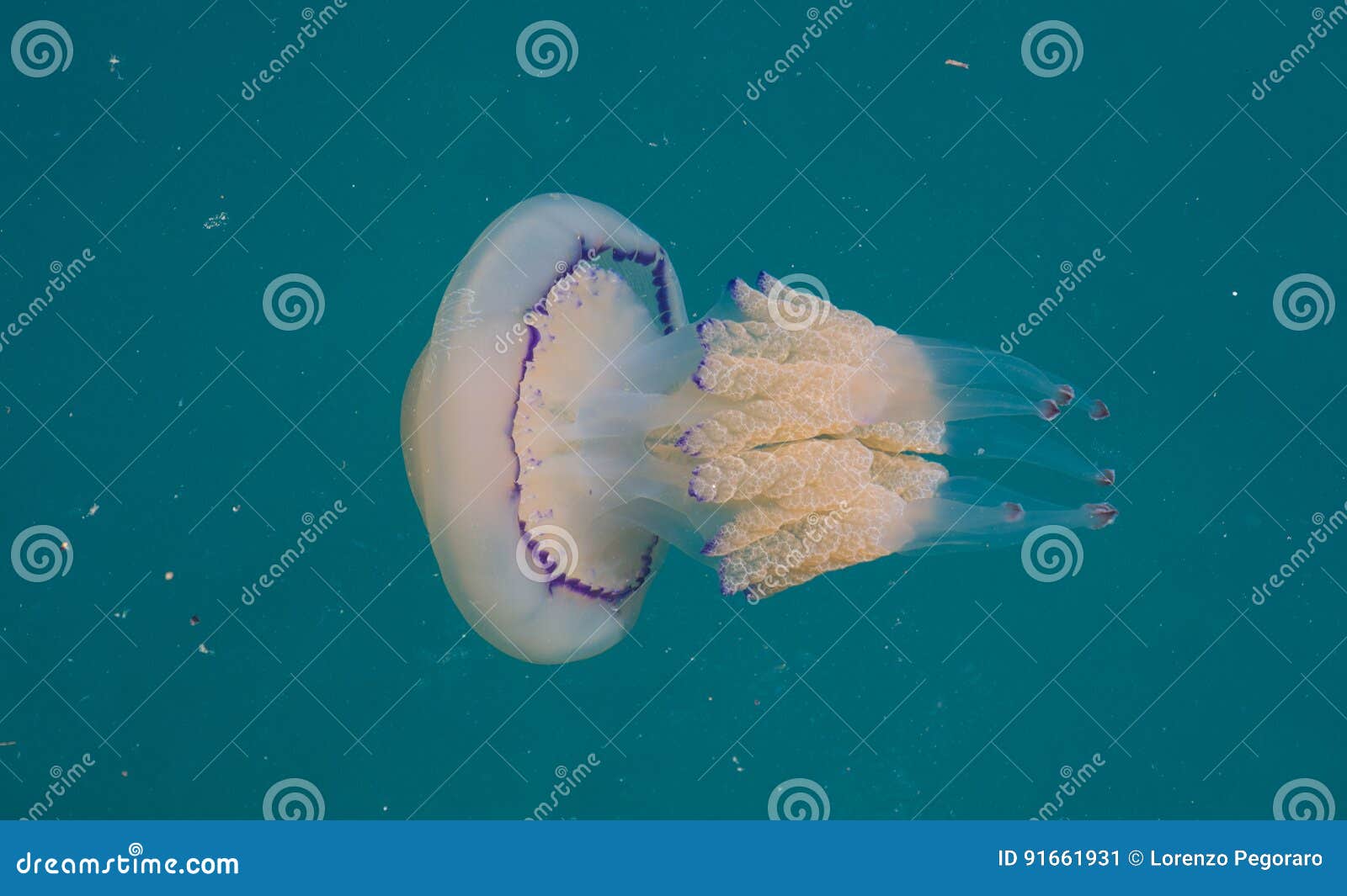 Quallen Im Adriatischen Meer Stockbild - Bild von wasser, italien: 91661931