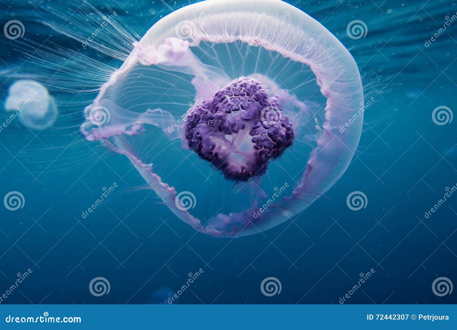 Quallen im Roten Meer stockbild. Bild von hintergrund - 72442307