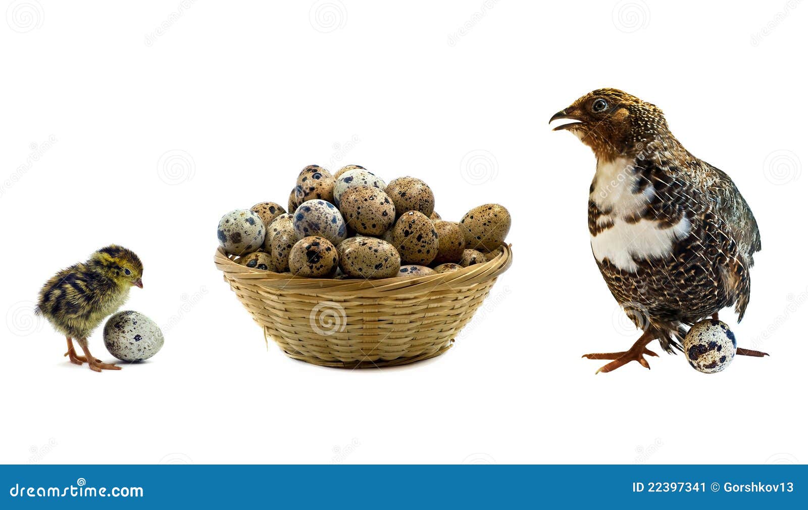 Quals with Basket of Eggs Isolated on White Stock Image - Image of ...