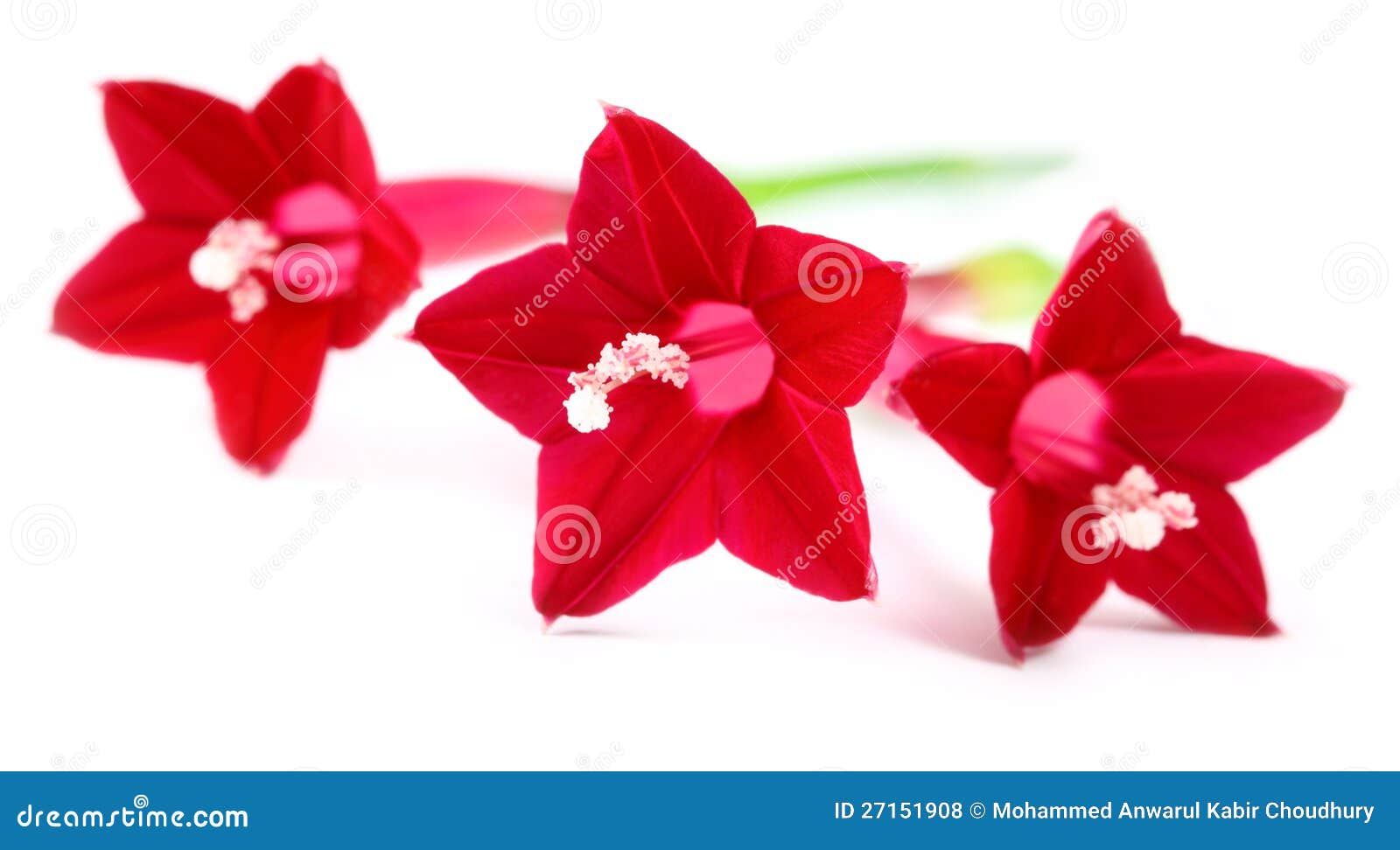 Quamoclit Pennata or Tarulata Flower Stock Photo - Image of nature ...
