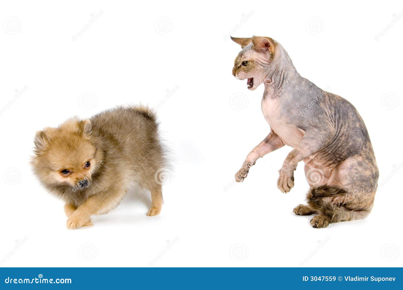 Quarrel stock image. Image of pearls, blinker, light, canadian - 3047559