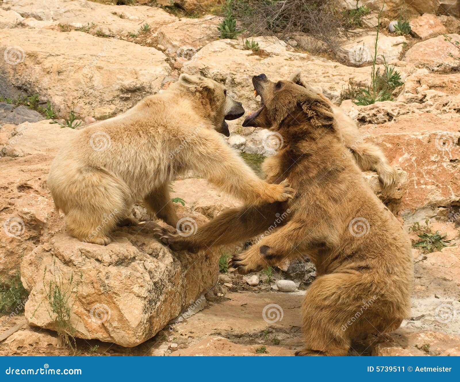 Quarrel. stock image. Image of animals, conflict, splashing - 5739511