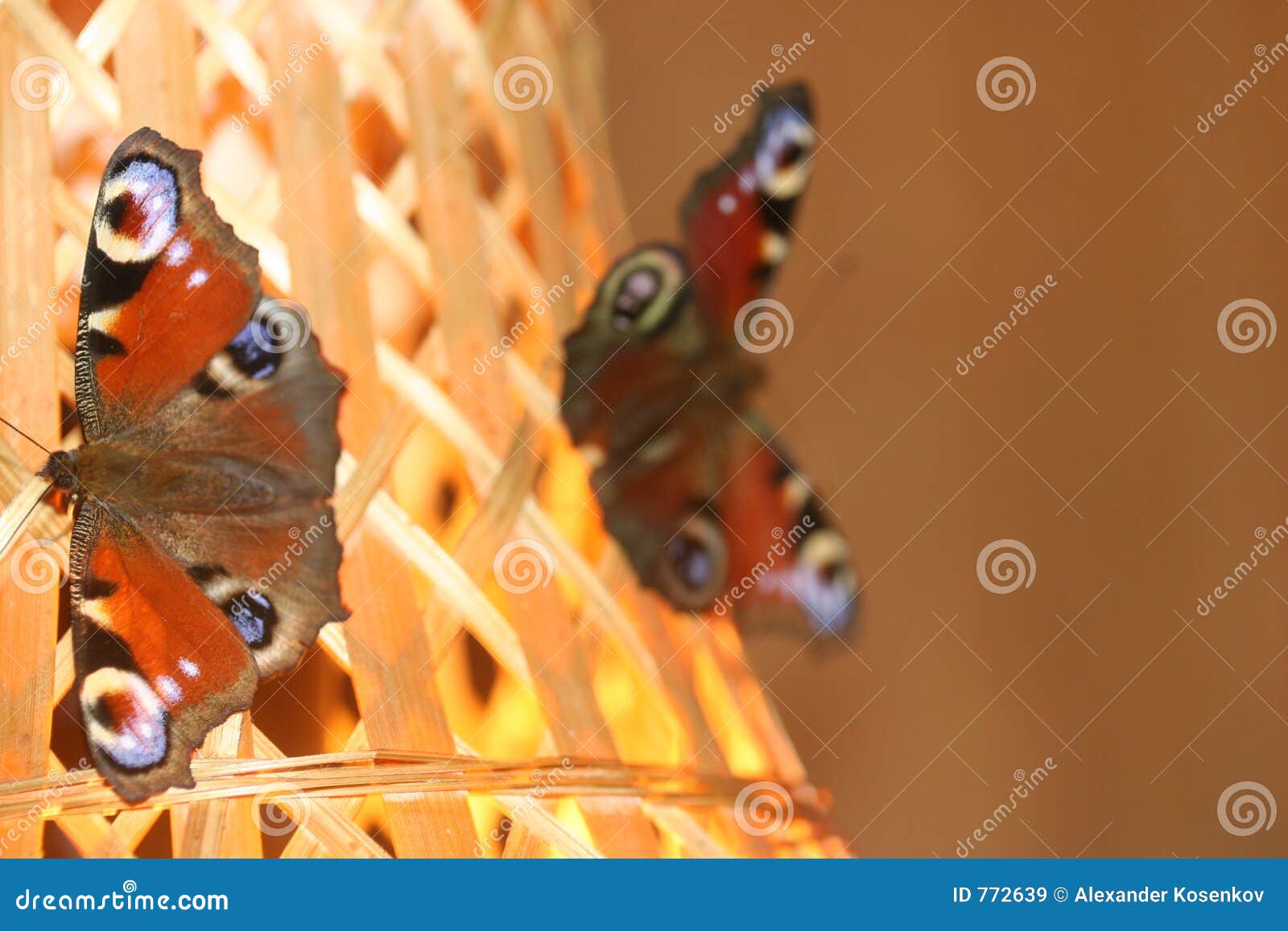 117 Butterfly Hurt Stock Photos - Free & Royalty-Free Stock Photos from ...