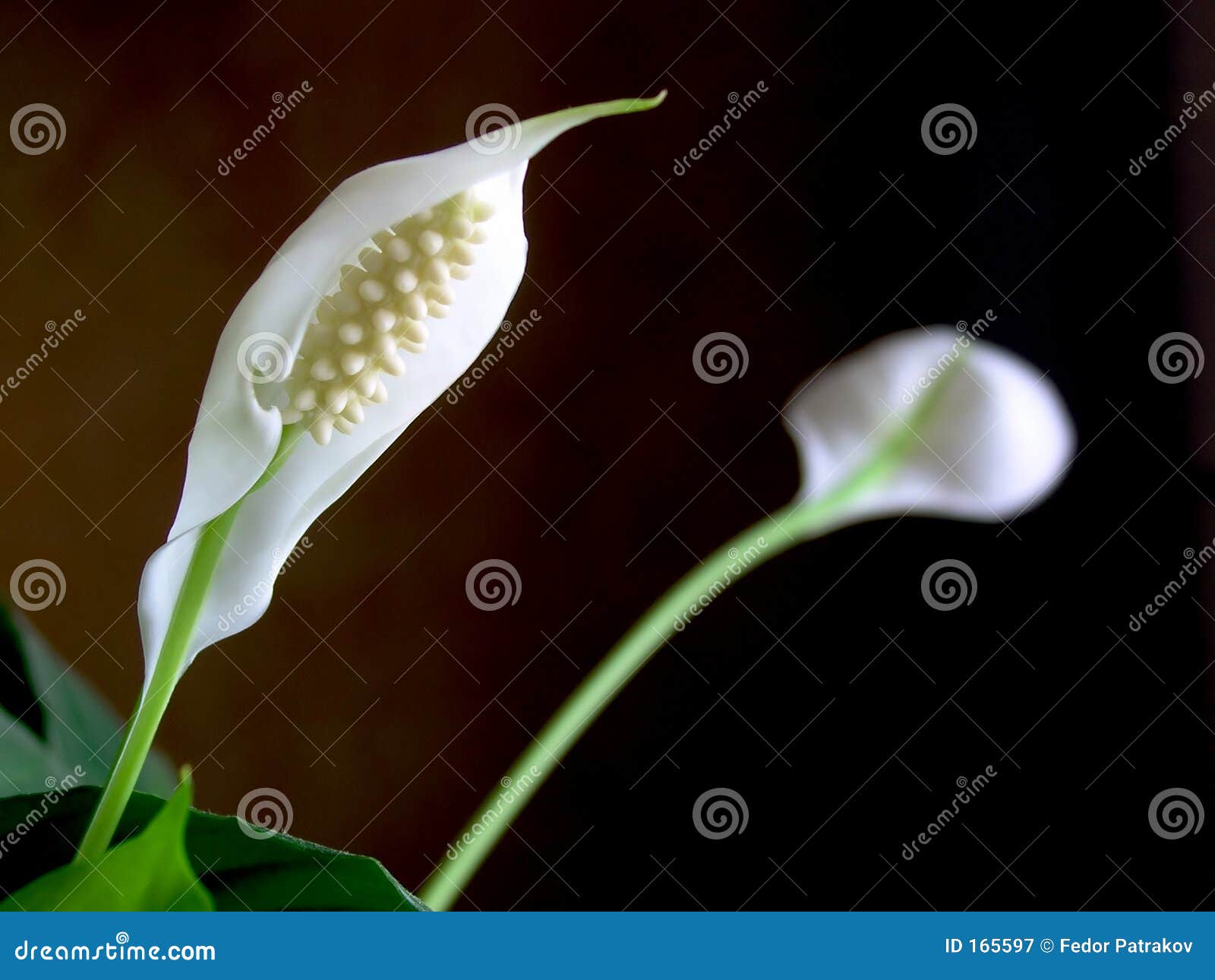 Quarrel of flowers stock image. Image of plants, quarrel - 165597