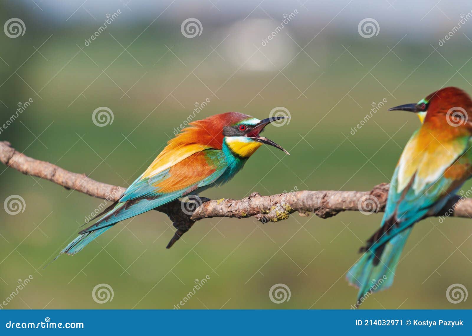Quarrel of a Pair of Beautiful Birds Stock Image - Image of beak ...