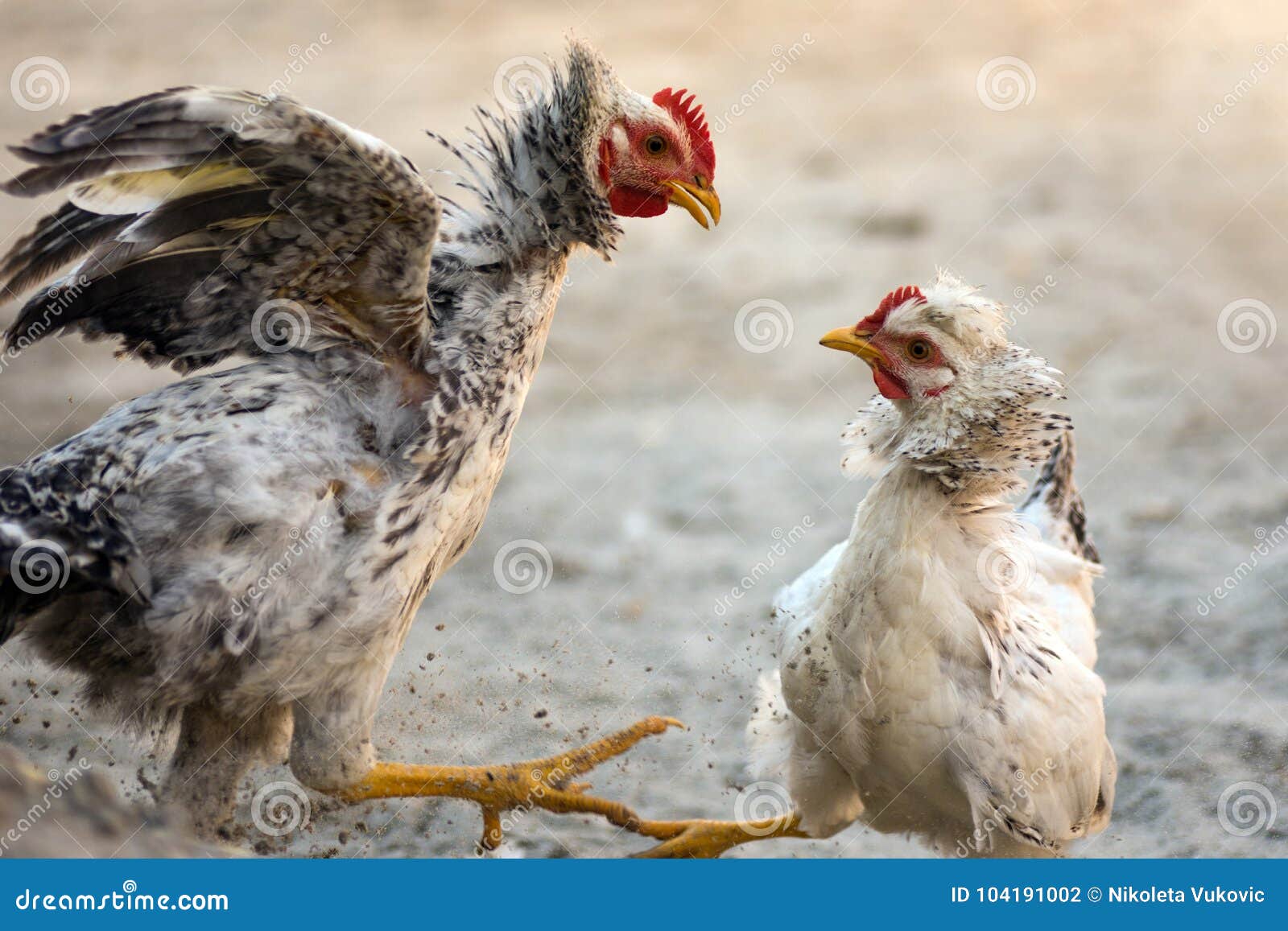 Fighting Rooster Breeds Pictures