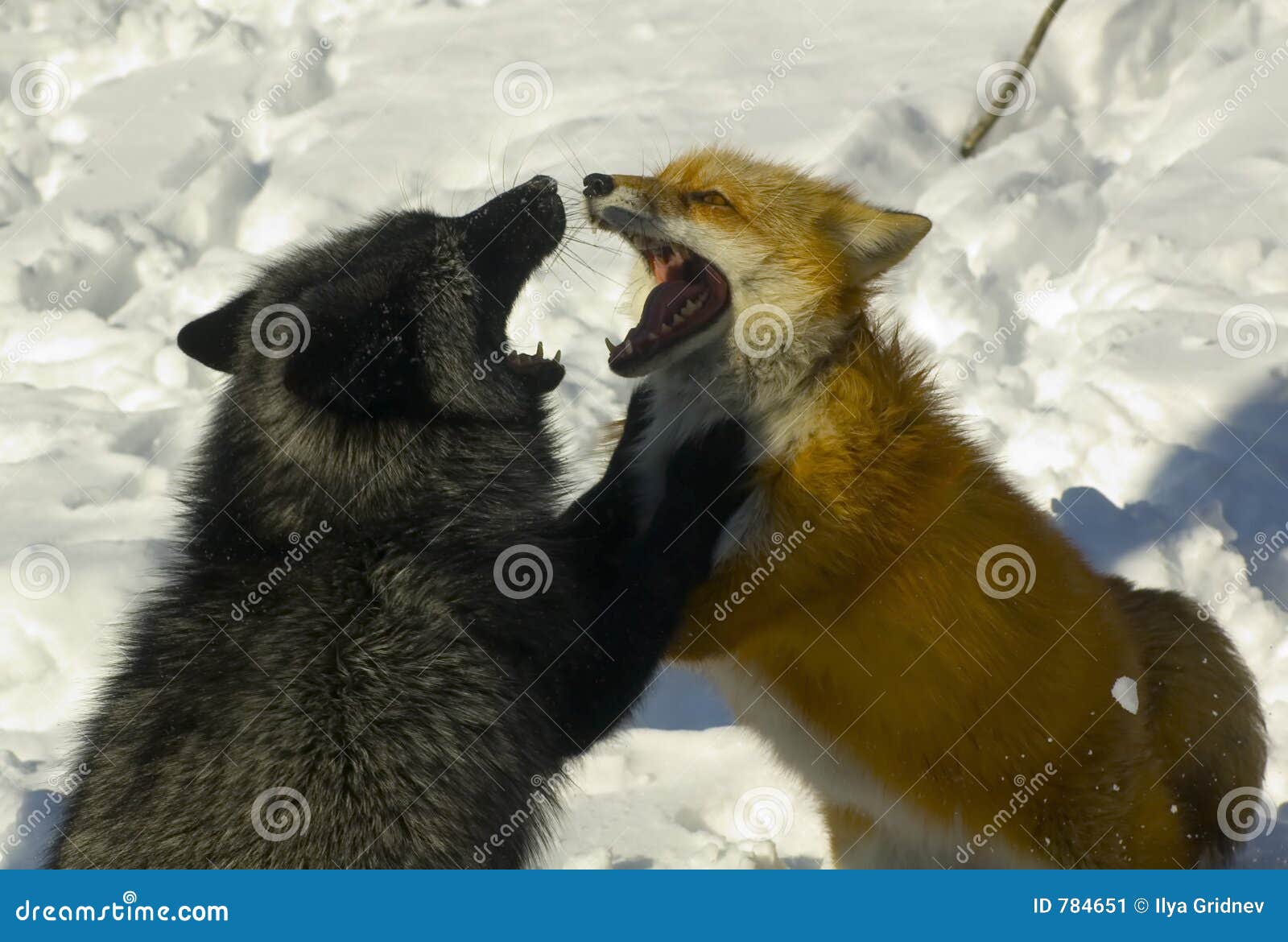 Quarreling foxes stock image. Image of wildlife, creature - 784651