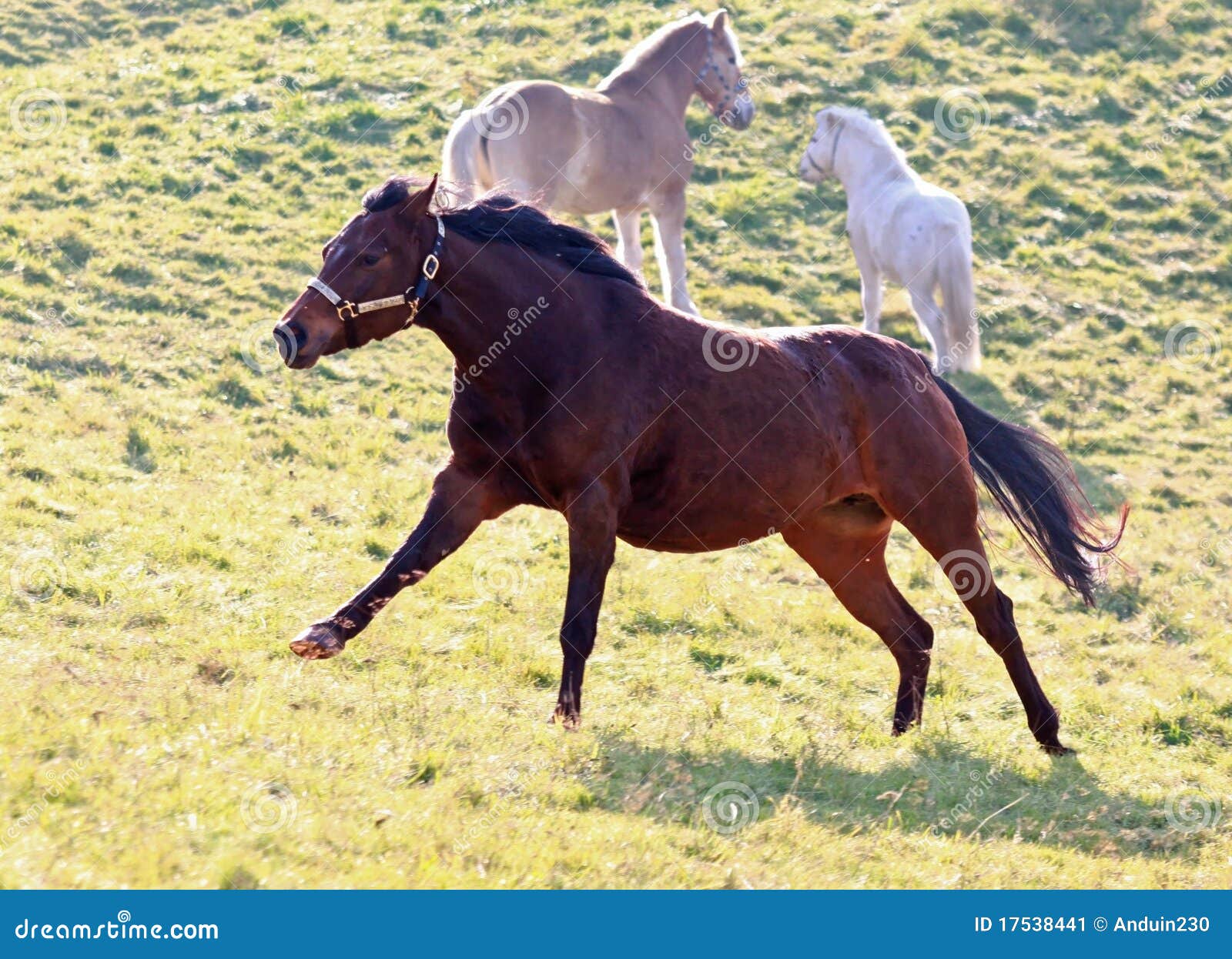 Quarter Horse in action stock image. Image of western - 17538441